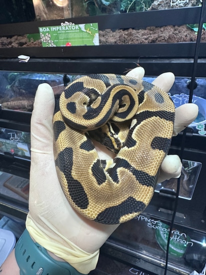 Leopard ODYB Het Clown Ball Python by The Critter Cavern LLC