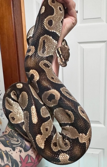 Normal Ball Python by The Critter Cavern