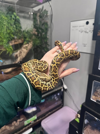 Normal Burmese Python by The Critter Cavern LLC
