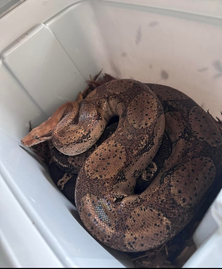 High Red “normal” Boa Constrictor by The Critter Cavern LLC