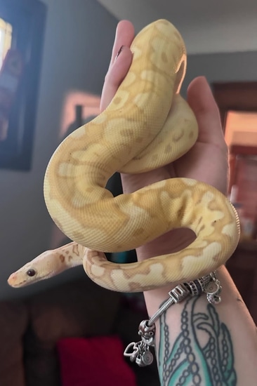 Banana Clown Pastel Female Ball Python by The Critter Cavern LLC