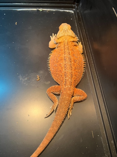 Super Red Bearded Dragon Central Bearded Dragon by Lo's Reptile's and ...