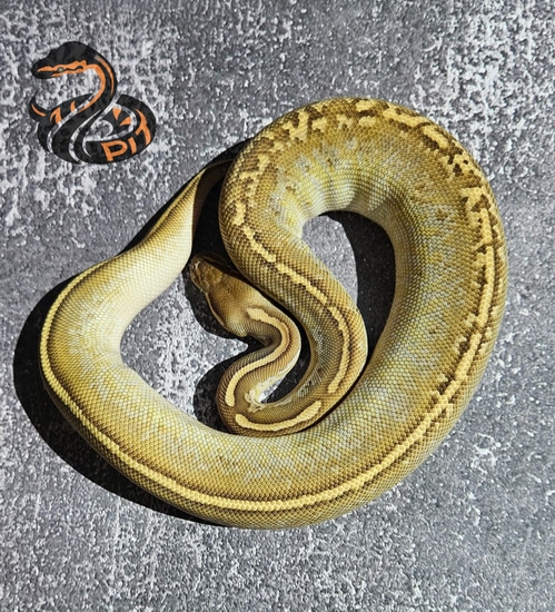 Bambino Hurricane Lesser Pos Enchi Ball Python by Reptilepit Intl Ltd