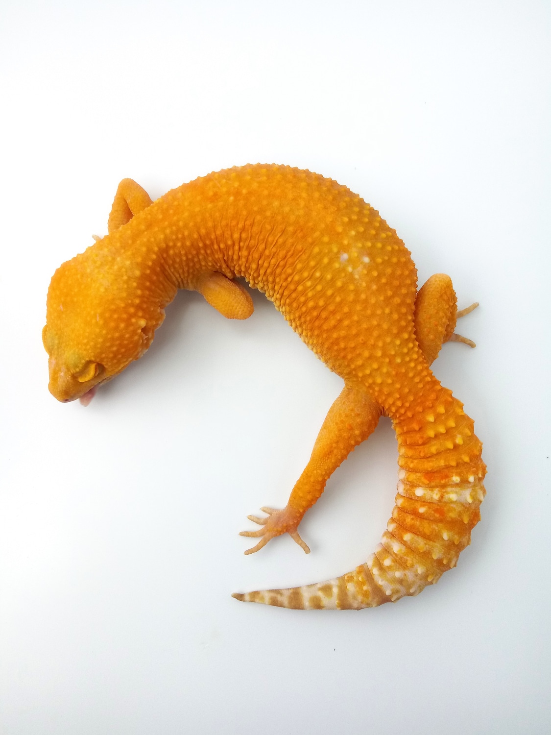 GGG Blood Sunglow Ph Eclipse Leopard Gecko by Scaled Art Reptiles ...