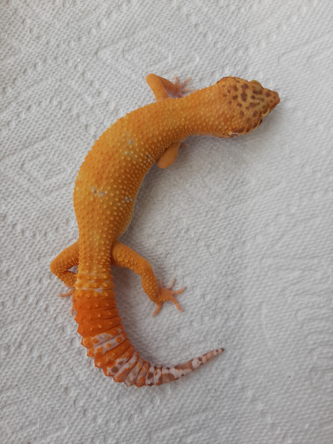Bell Sunglow Leopard Gecko by Scaled Art Reptiles - MorphMarket
