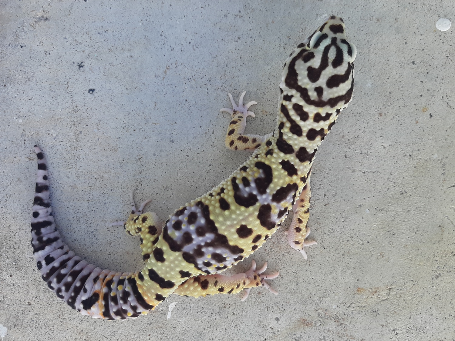 Black Night/Black Pearl/Charcoal/Bandit Cross Ph Tremper/Murphy ...