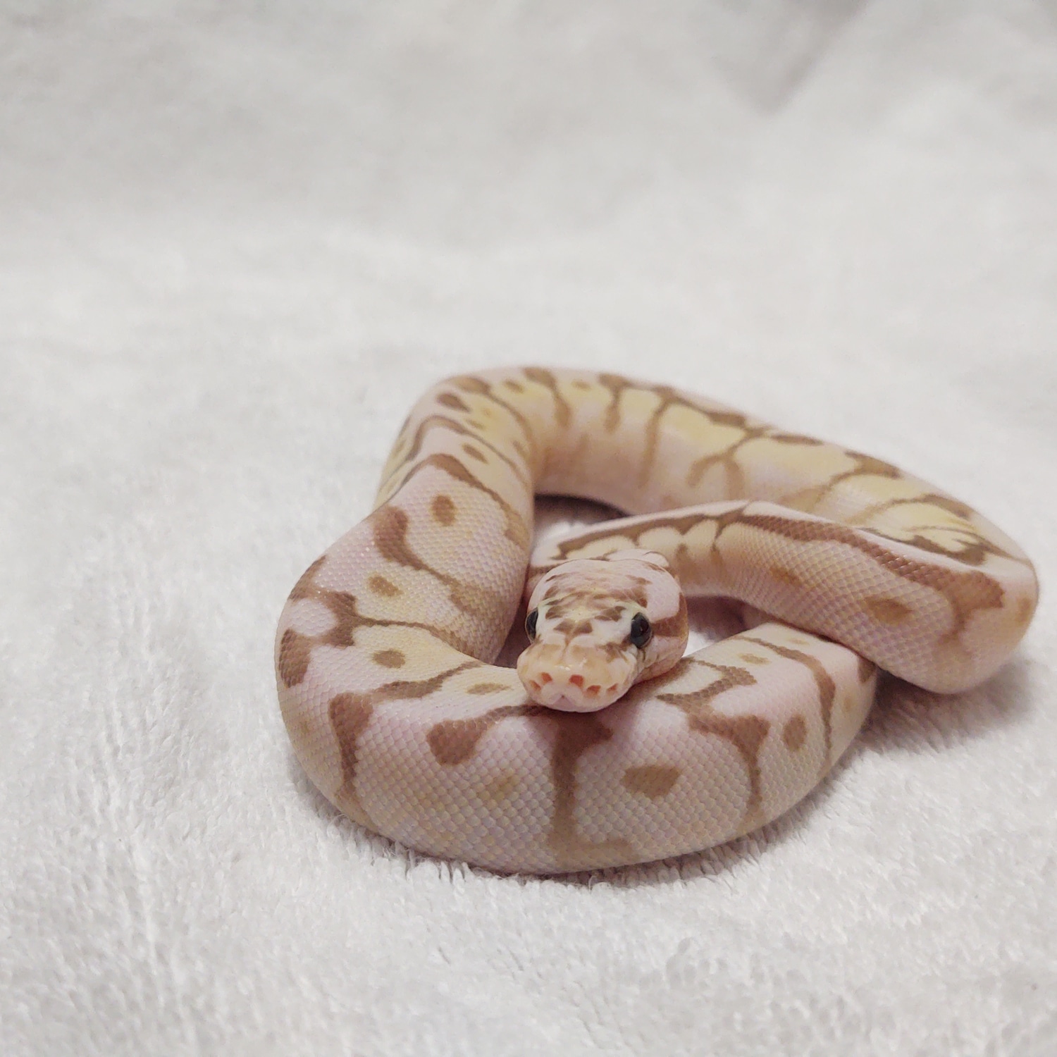 Banana Queen Bee *Free Shipping!* Ball Python by Scaled Art Reptiles ...