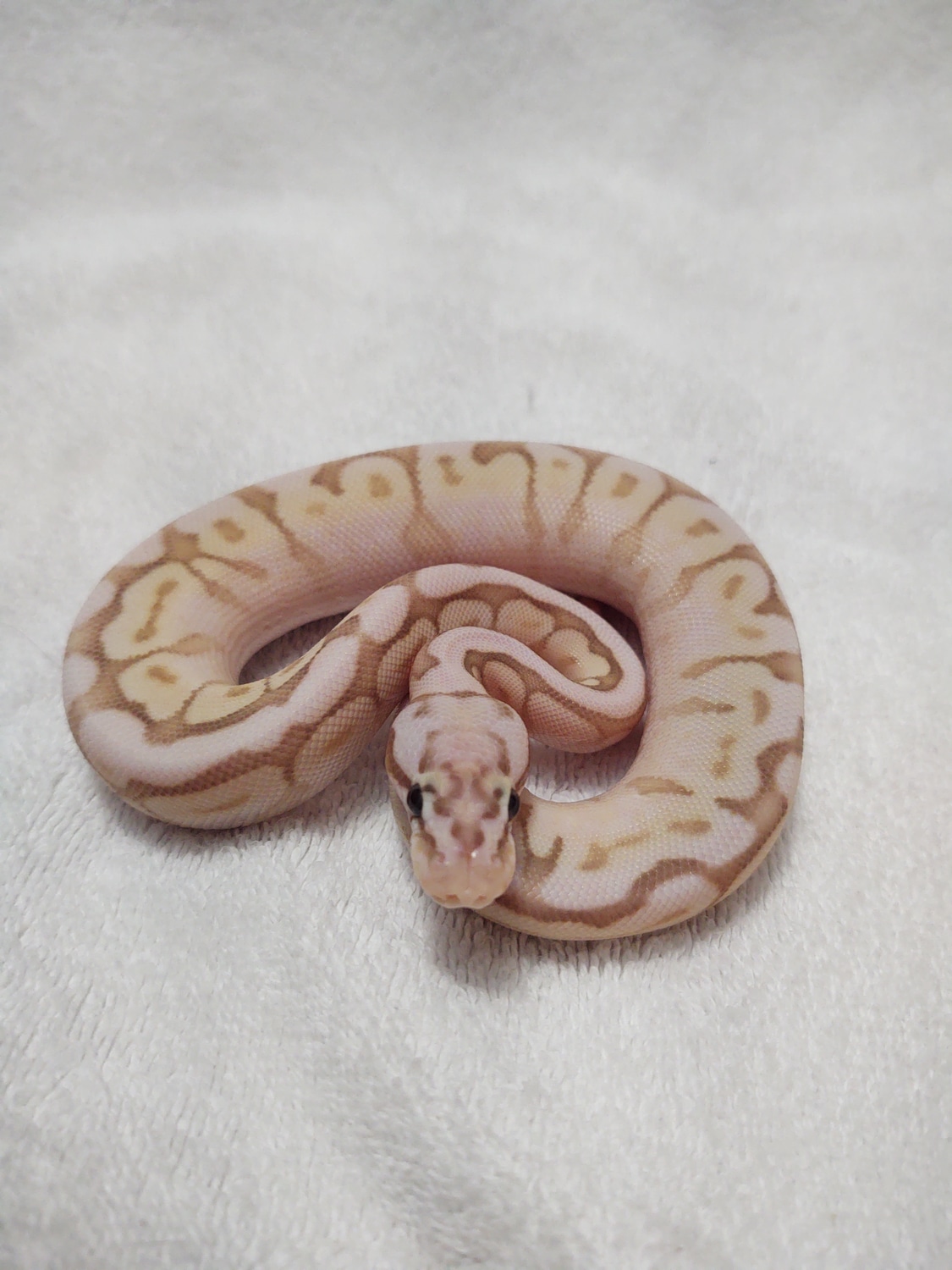 Banana Queen Bee *Free Shipping!* Ball Python by Scaled Art Reptiles ...