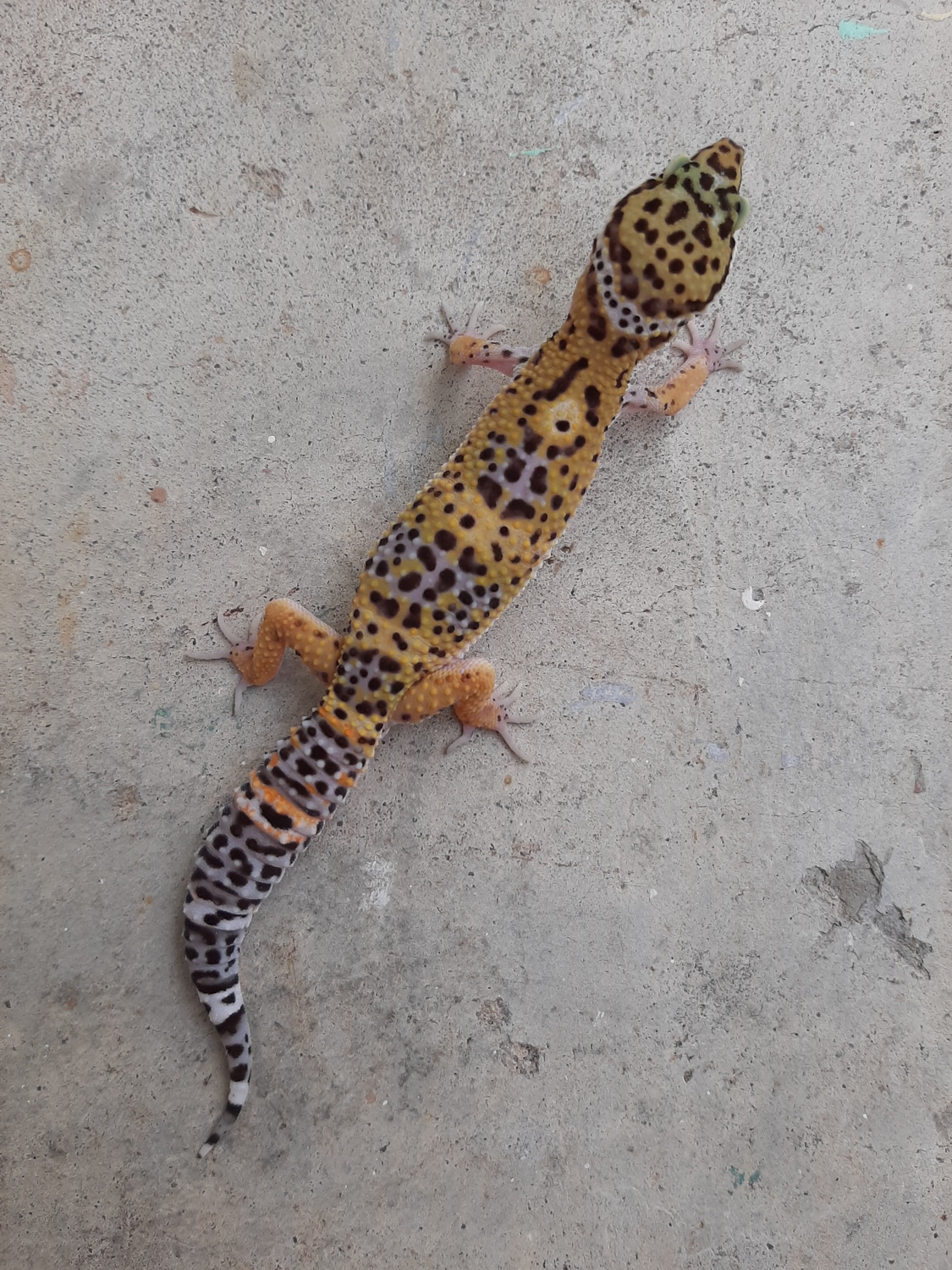 Black Night/Black Pearl/Charcoal/Inferno/Red Stripe Cross Ph Murphy ...