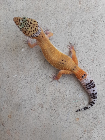 Black Night/Black Pearl/Charcoal/Inferno/Red Stripe Cross Ph Murphy ...