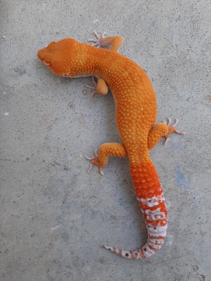 Blood Bell Sunglow Het Eclipse Leopard Gecko by Scaled Art Reptiles