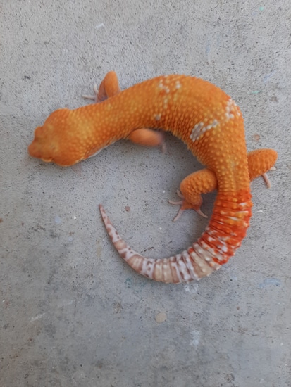 Blood Bell Sunglow Het Eclipse Leopard Gecko by Scaled Art Reptiles