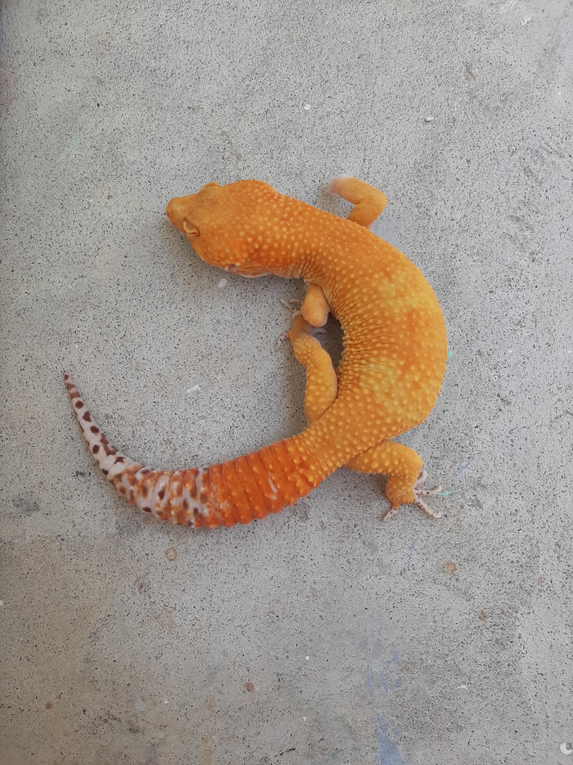 Blood Bell Sunglow Het Eclipse Leopard Gecko by Scaled Art Reptiles ...