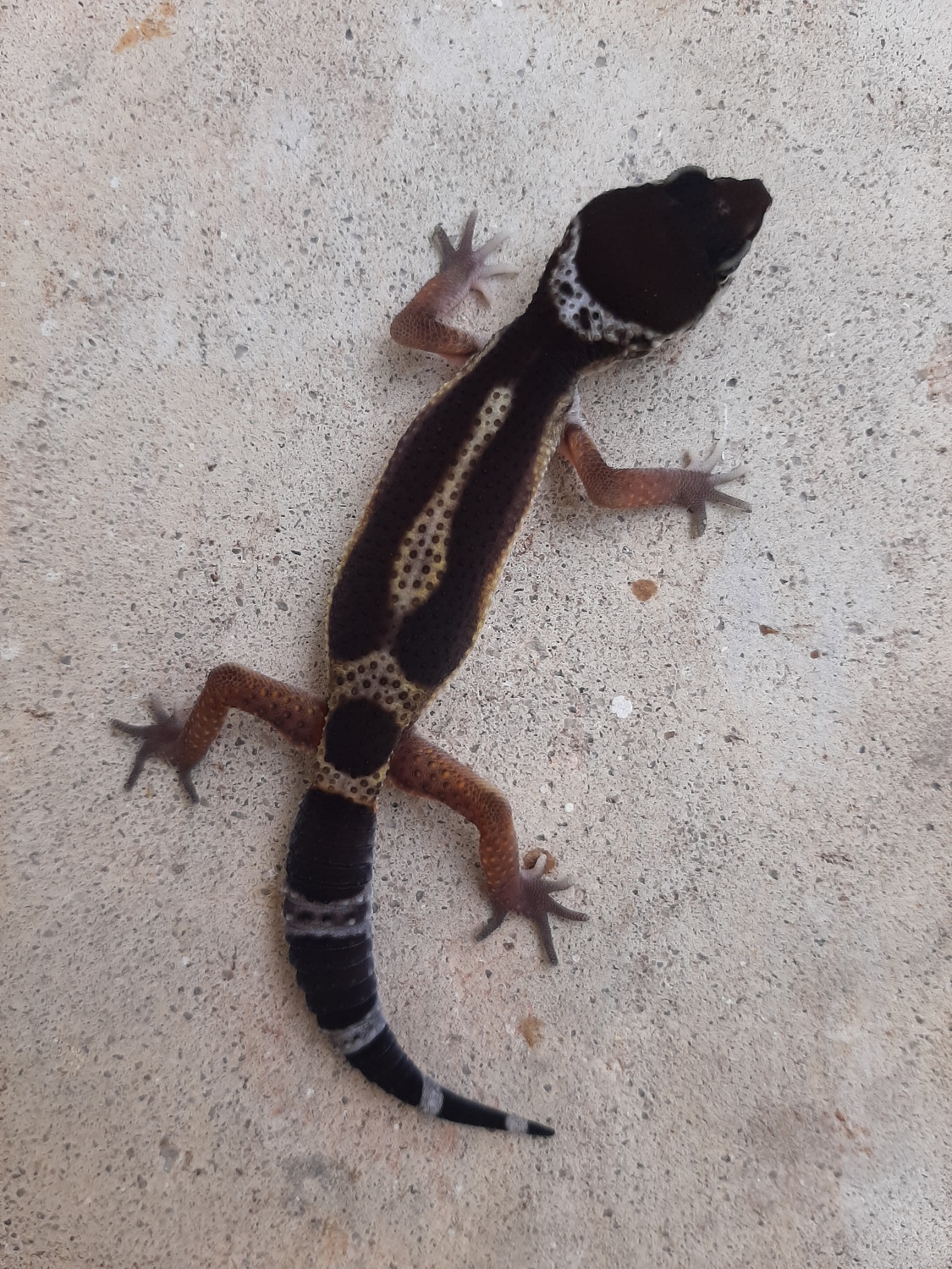 Black Night Black Pearl Charcoal Ph Murphy Patternless Leopard Gecko by ...