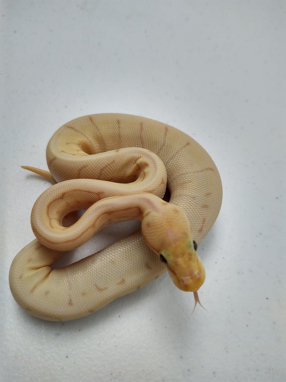 Banana Spinner Ball Python by Scaled Art Reptiles - MorphMarket