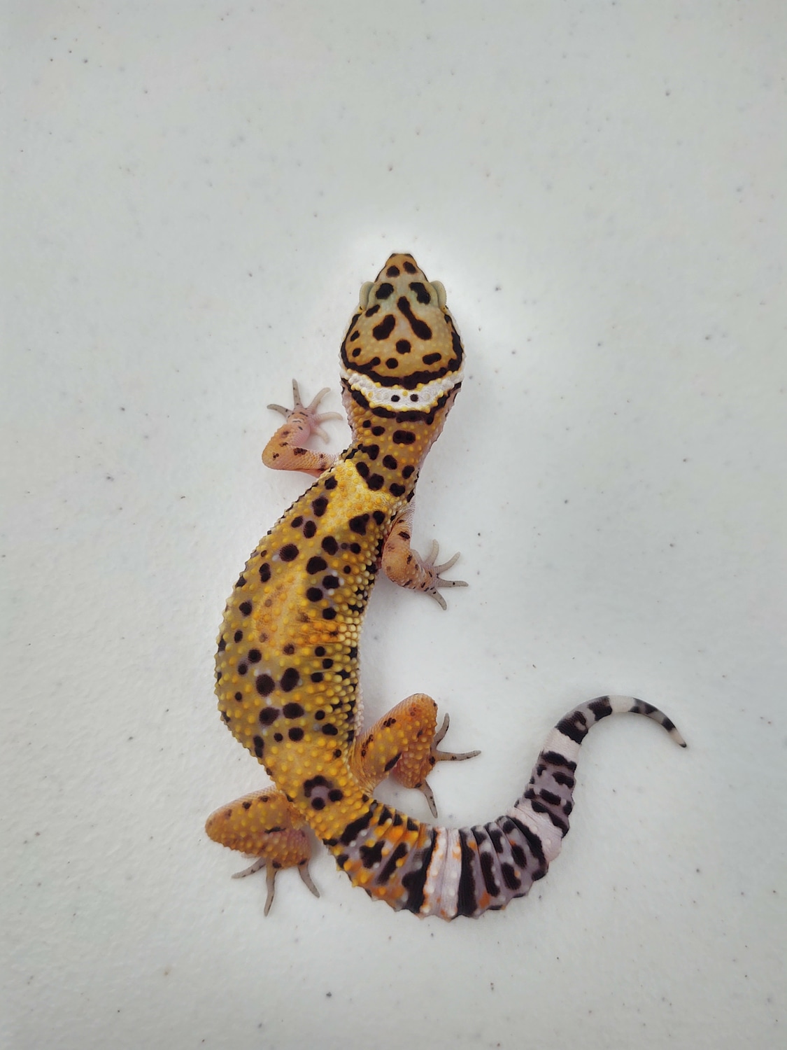 Inferno Red Stripe Bold Bandit Cross Pos Het Tremper Tsf Leopard Gecko ...