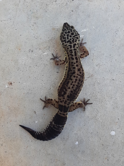 Black Night Black Pearl Charcoal Ph Murphy Patternless Leopard Gecko by ...