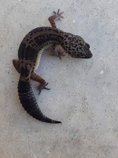 Black Night Black Pearl Charcoal Ph Murphy Patternless Leopard Gecko by ...
