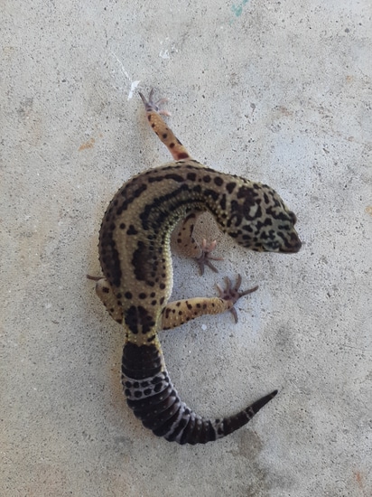 Black Night Black Pearl Charcoal Ph Murphy Patternless Leopard Gecko by ...