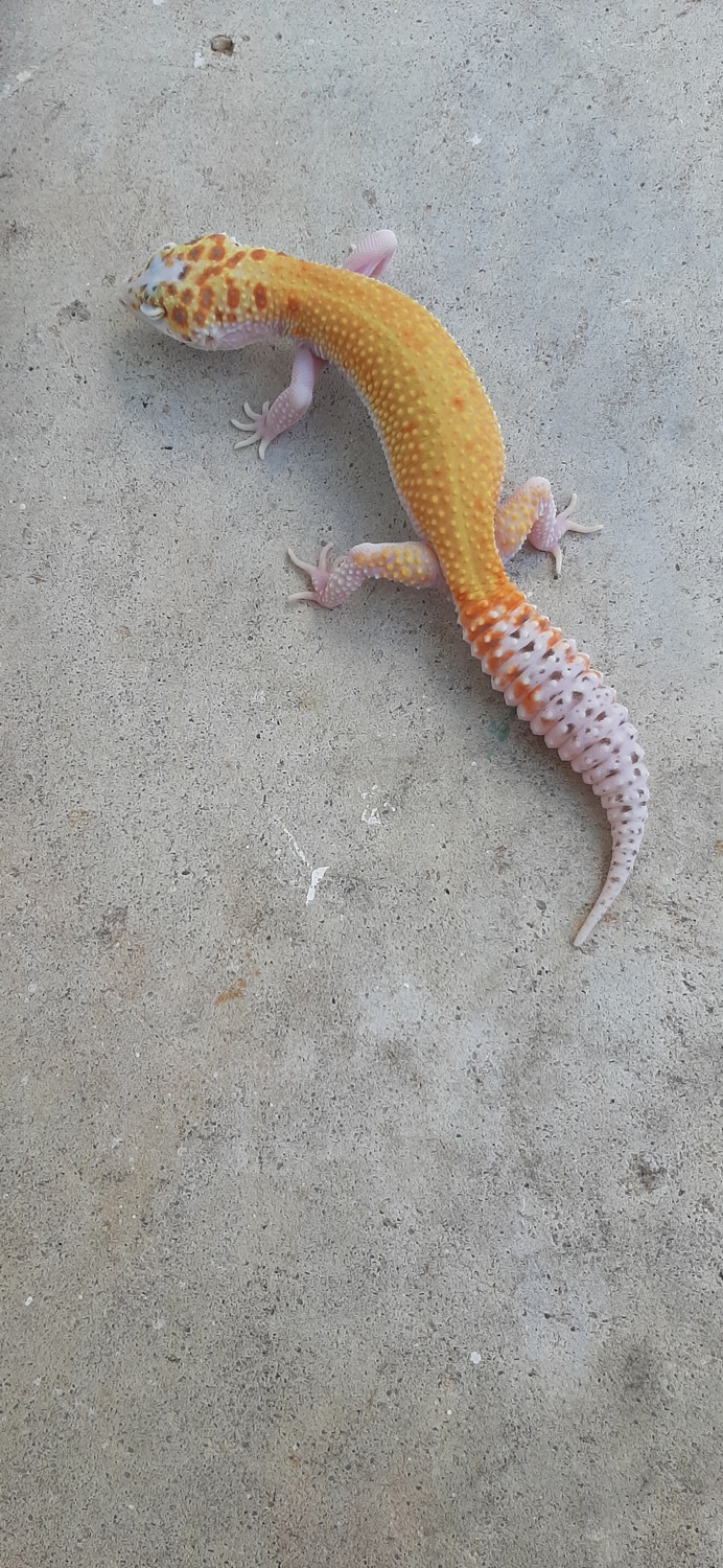 W/Y Mack Snow Tangerine Eclipse Het Bell Leopard Gecko by Scaled Art ...