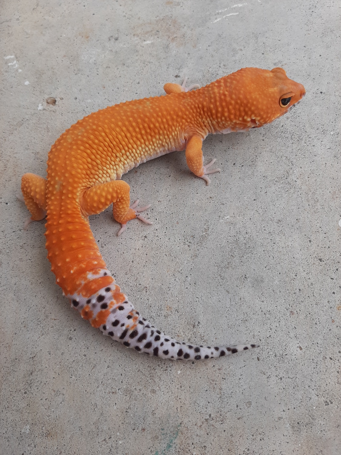 Tangerine Leopard Gecko by Scaled Art Reptiles - MorphMarket