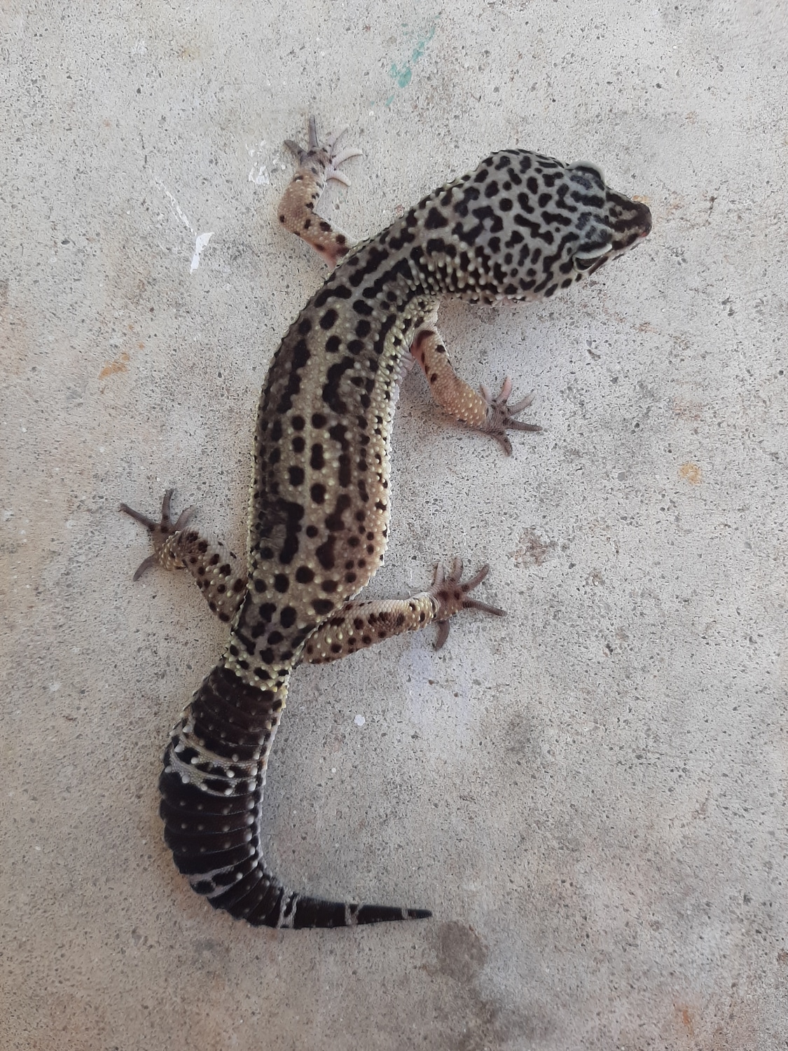 Akoya Mack Snow Ph Murphy Patternless Leopard Gecko by Scaled Art ...