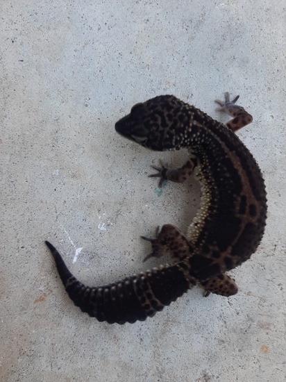 Black Night Black Pearl Charcoal Ph Murphy Patternless Leopard Gecko by ...