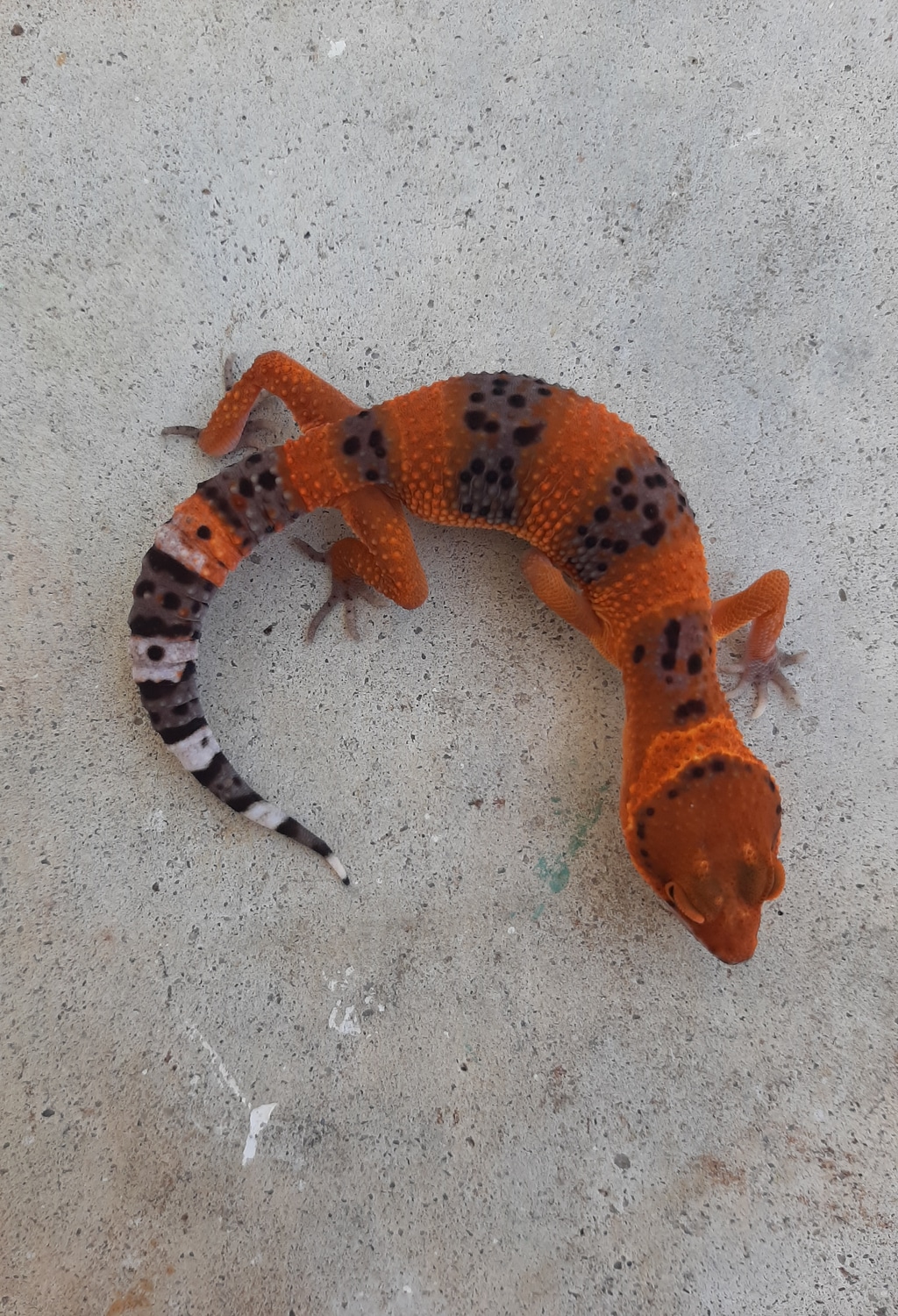 Tangerine Het Tremper Ph NDBE Leopard Gecko by Scaled Art Reptiles ...
