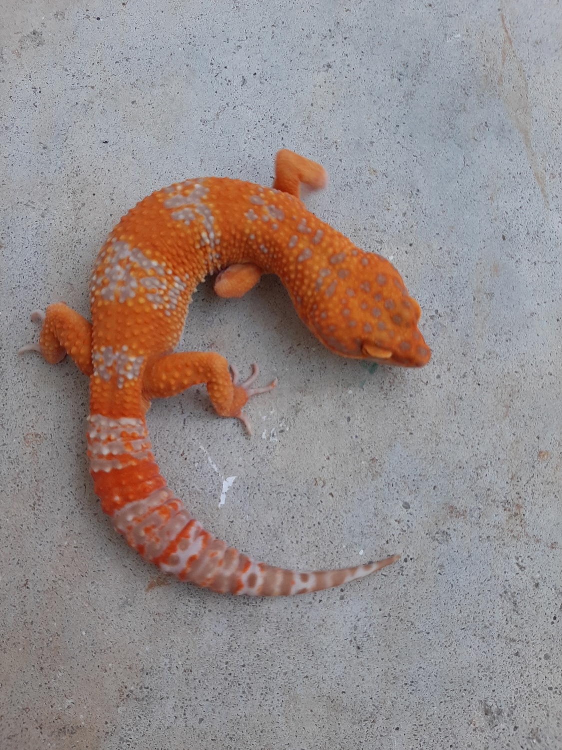 Tangerine Tremper NDBE Leopard Gecko by Scaled Art Reptiles - MorphMarket