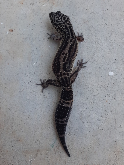 Black Night Black Pearl Charcoal Ph Murphy Patternless Leopard Gecko by ...