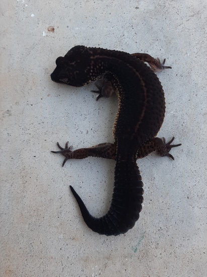 Black Night Black Pearl Charcoal Cross Ph Murphy Patternless Leopard ...