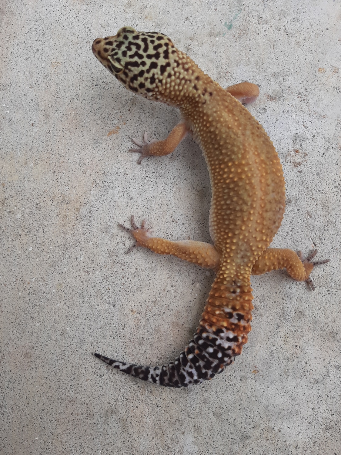 Melanistic Tangerine Cross Het Bell Het Eclipse Leopard Gecko by Scaled ...