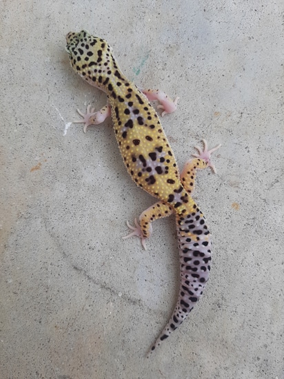 Hyper Xanthic Eclipse Cross Ph Tremper Leopard Gecko by Scaled Art Reptiles