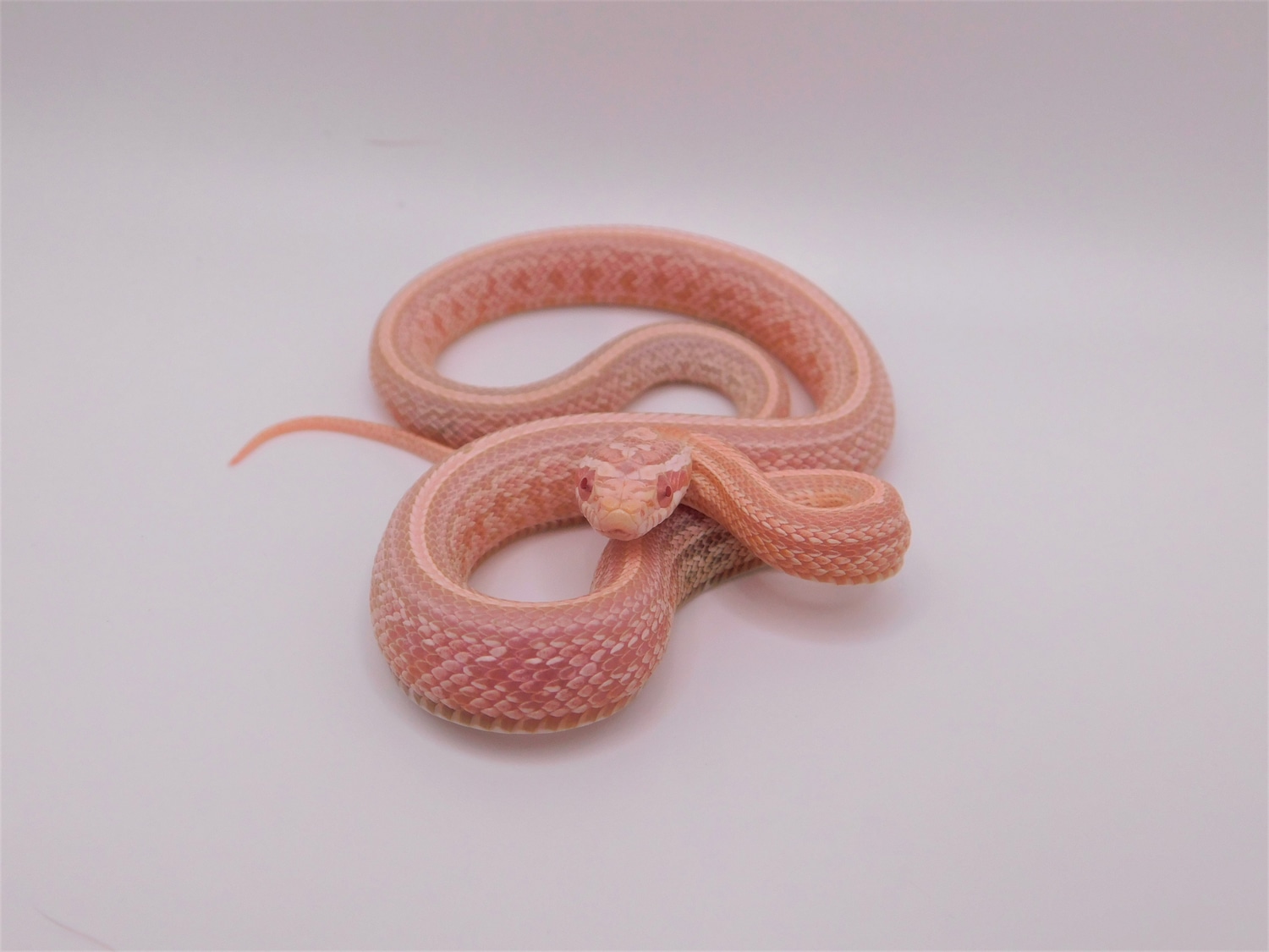 Cotton Candy Snow Tessera Corn Snake by Reptile Ranch & Exotics ...