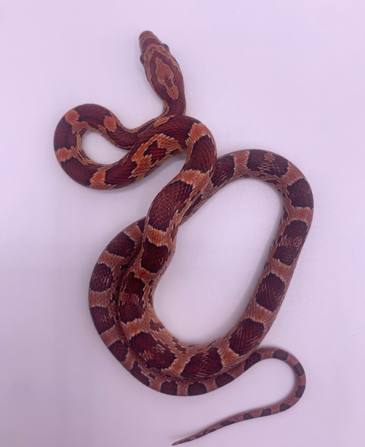 Redcoat Corn Snake by Reptile Ranch & Exotics - MorphMarket