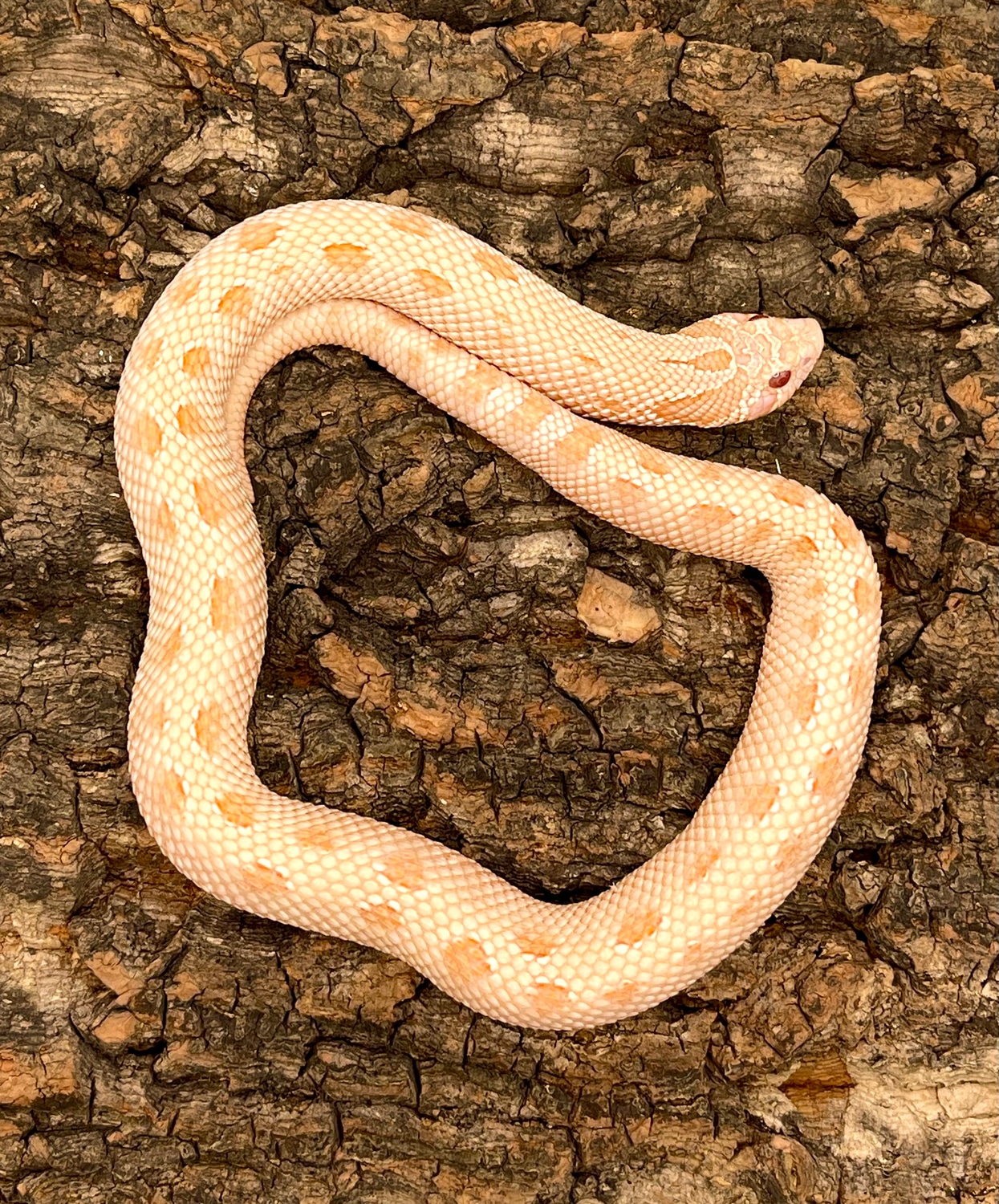 Pink Panther Western Hognose by Reptile Ranch & Exotics - MorphMarket