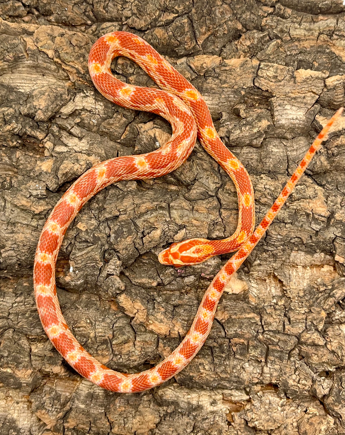 Sunglow Corn Snake by Reptile Ranch & Exotics - MorphMarket
