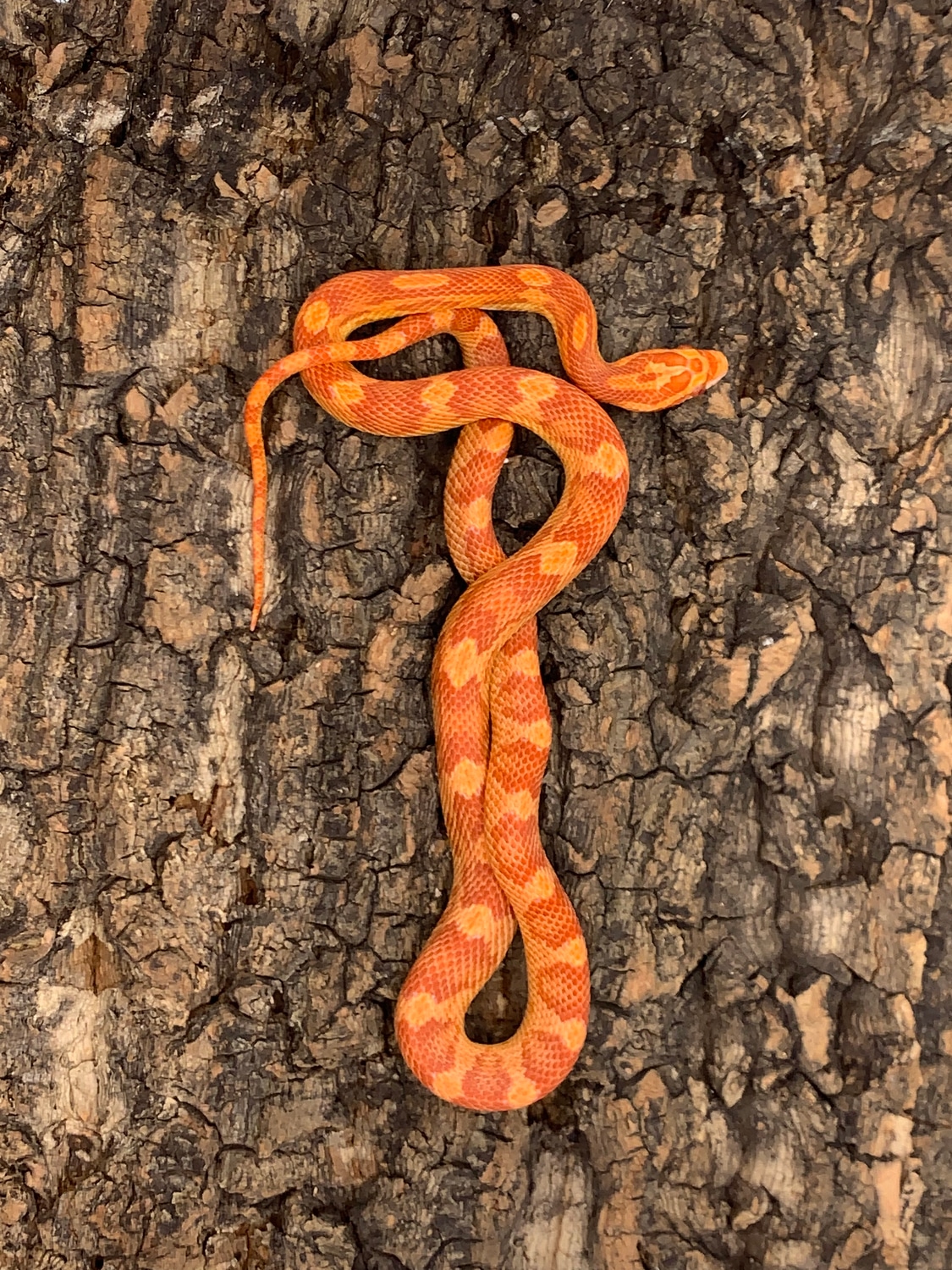 Sunglow Motley Corn Snake by Reptile Ranch & Exotics - MorphMarket