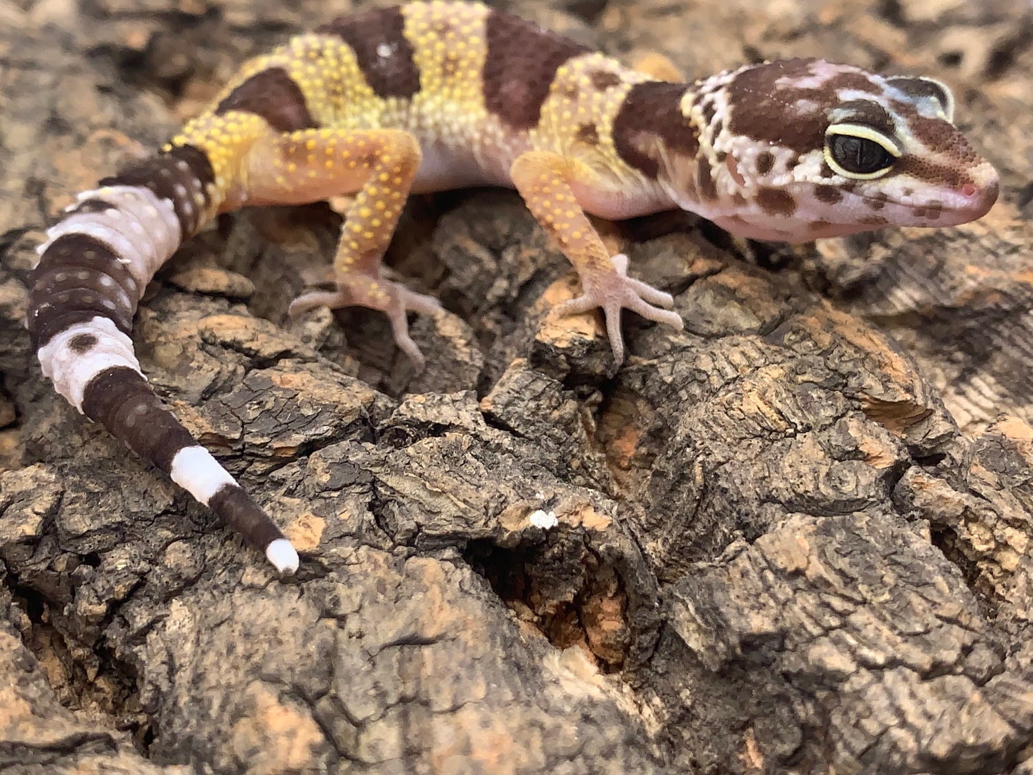 Normal Leopard Gecko by Reptile Ranch & Exotics - MorphMarket