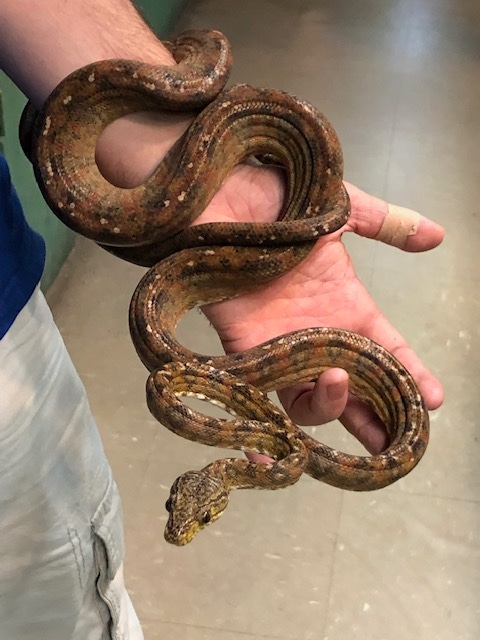 Amazon Tree Boa by Reptile Rapture - MorphMarket