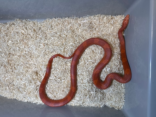 Red Coat Lava Corn Snake by The Las Vegas Reptile Realm