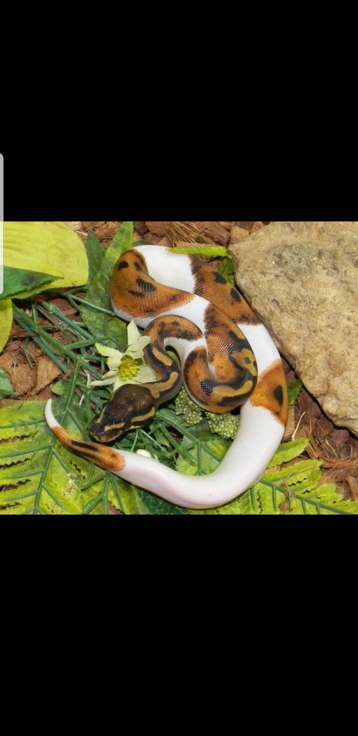 Pumpkin Pied Orange Dream 50% Het Axanthic (VPI) 50% Het Lavender ...
