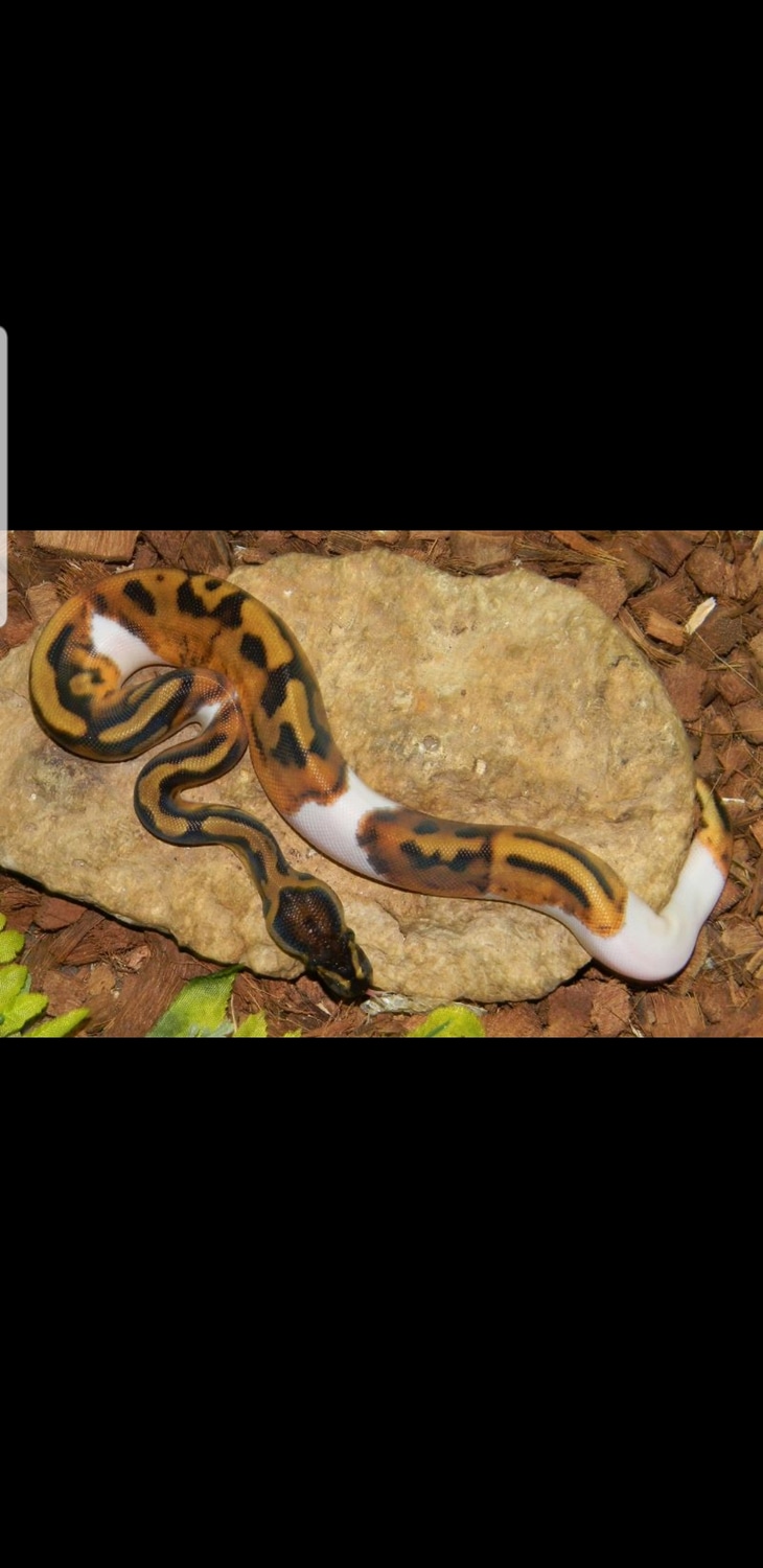Pumpkin Pied Orange Dream 50% Het Axanthic (VPI) 50% Het Lavender ...
