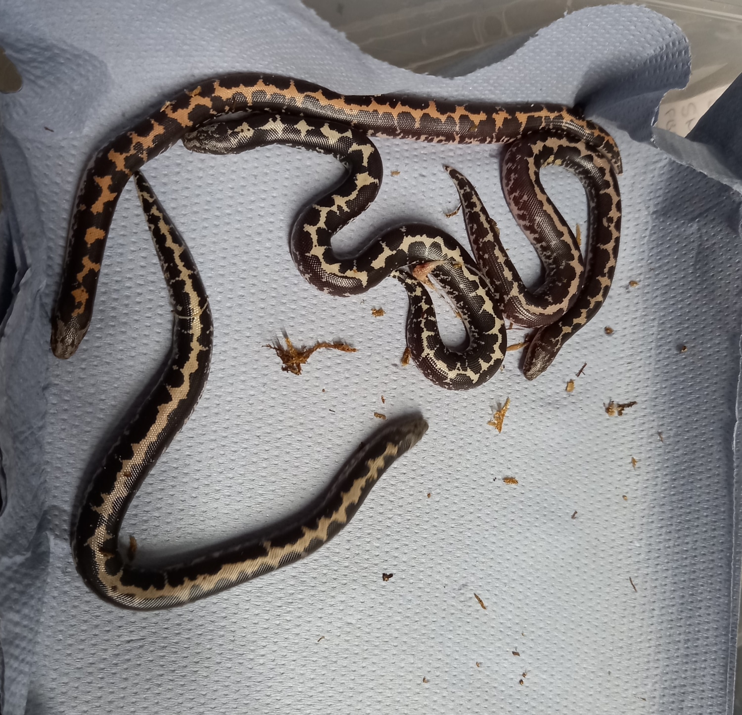 Anery Calico Kenyan Sand Boa by ReptileRepbulic - MorphMarket