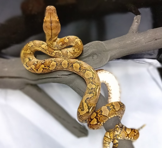 Natural Reticulated Python 50 % SD 50 Dwarf by Reptilerepublic