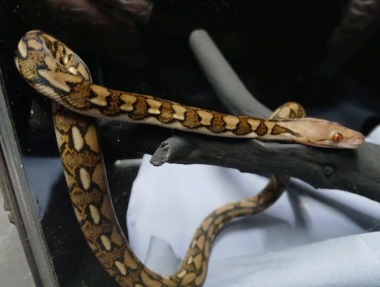 Dwarf 50 % SD 50% Tiger Retic Reticulated Python by Reptilerepublic