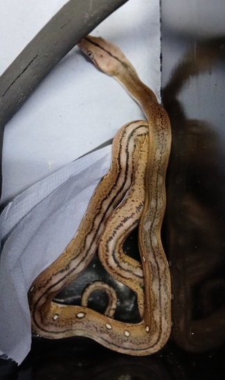 SD Motley Retic Reticulated Python by Reptilerepublic
