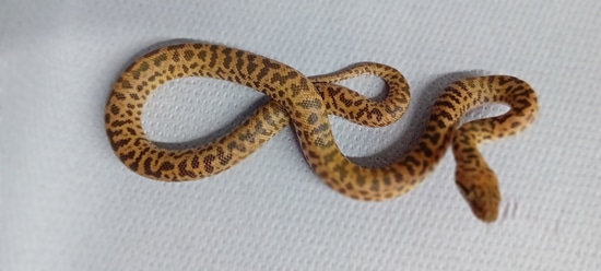 Spotted Het Granite Spotted Python by Reptilerepublic