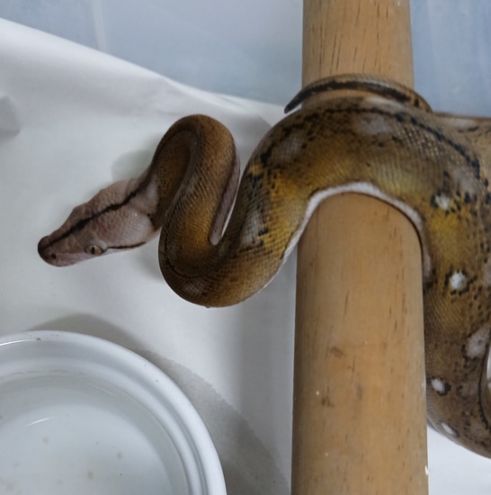 Dwarf Motley Reticulated Python by Reptilerepublic