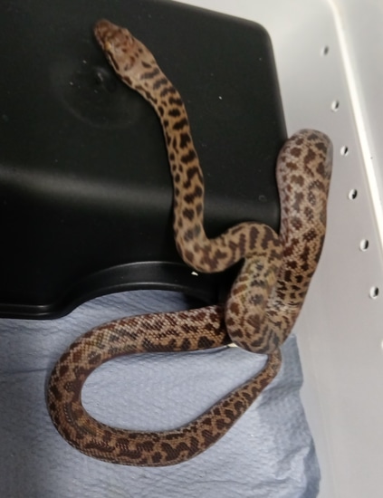 Het Granite Spotted Pythons by Reptilerepublic